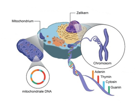DNA Basics: Gene, DNA & Chromosomen einfach erklärt | Vitatopia