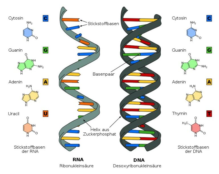 DNA Basics: Gene, DNA & Chromosomen einfach erklärt | Vitatopia